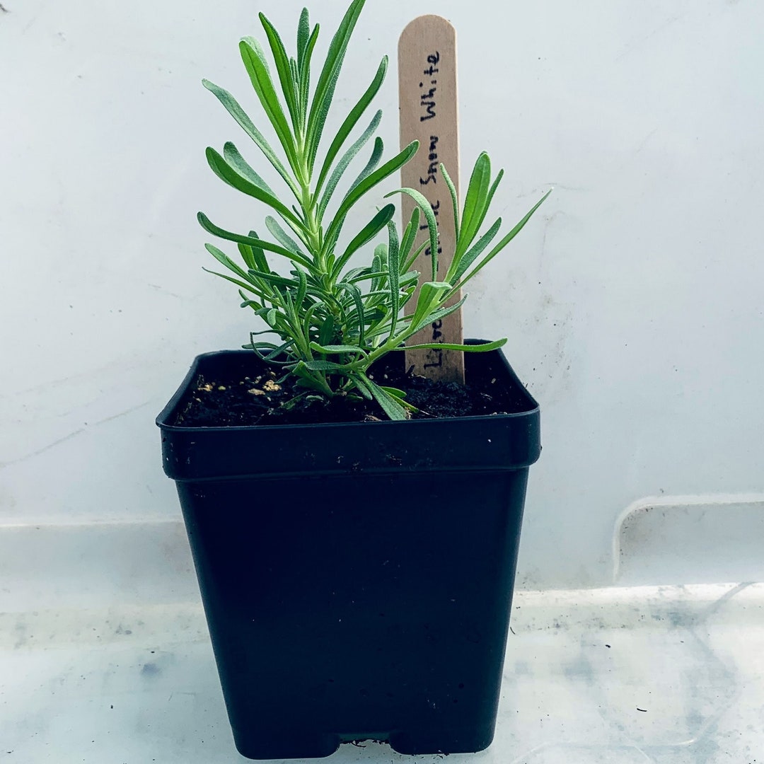 Arctic Snow Lavender - Live Herb Plant - Lavandula Angustifolia - Grown ...