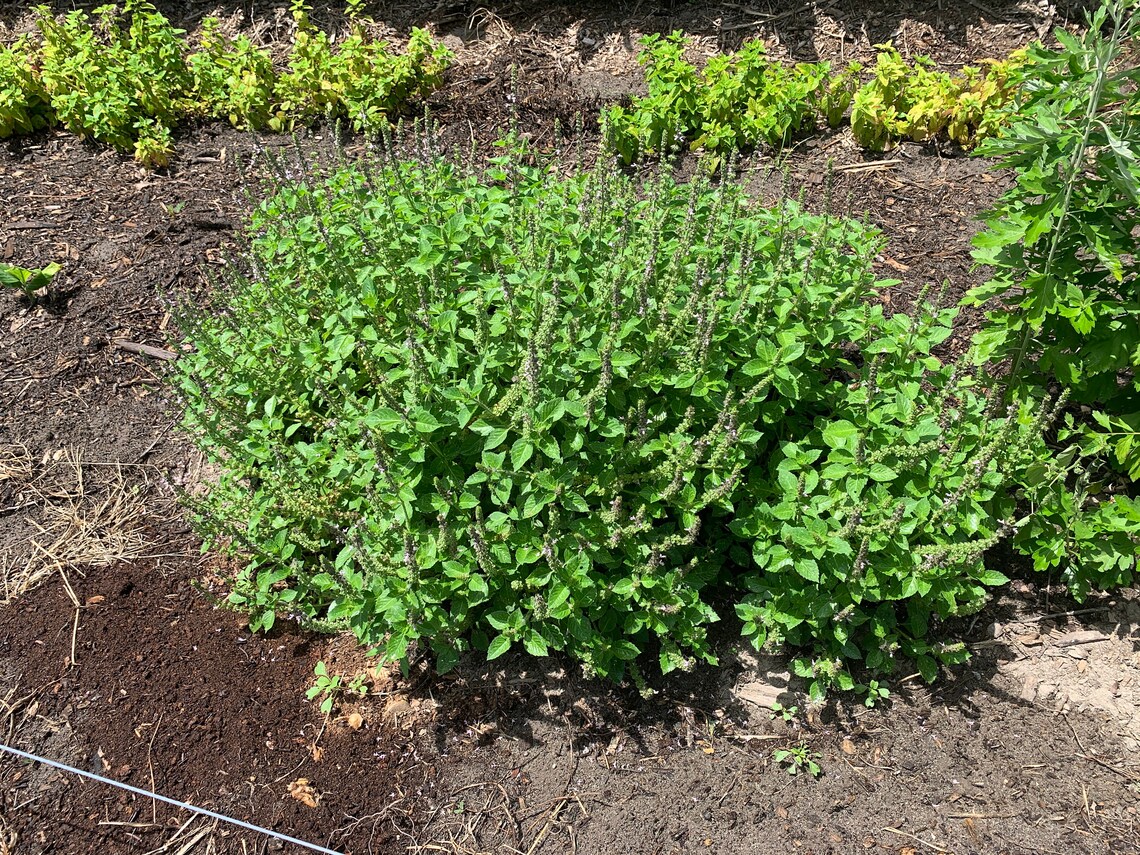 Temperate Tulsi 1000 SEEDS Holy Basil Ocimum Africanum - Etsy