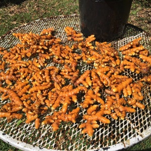 1 Lb Fresh Turmeric Root/rhizome - Grown Sustainably on Our Small ...