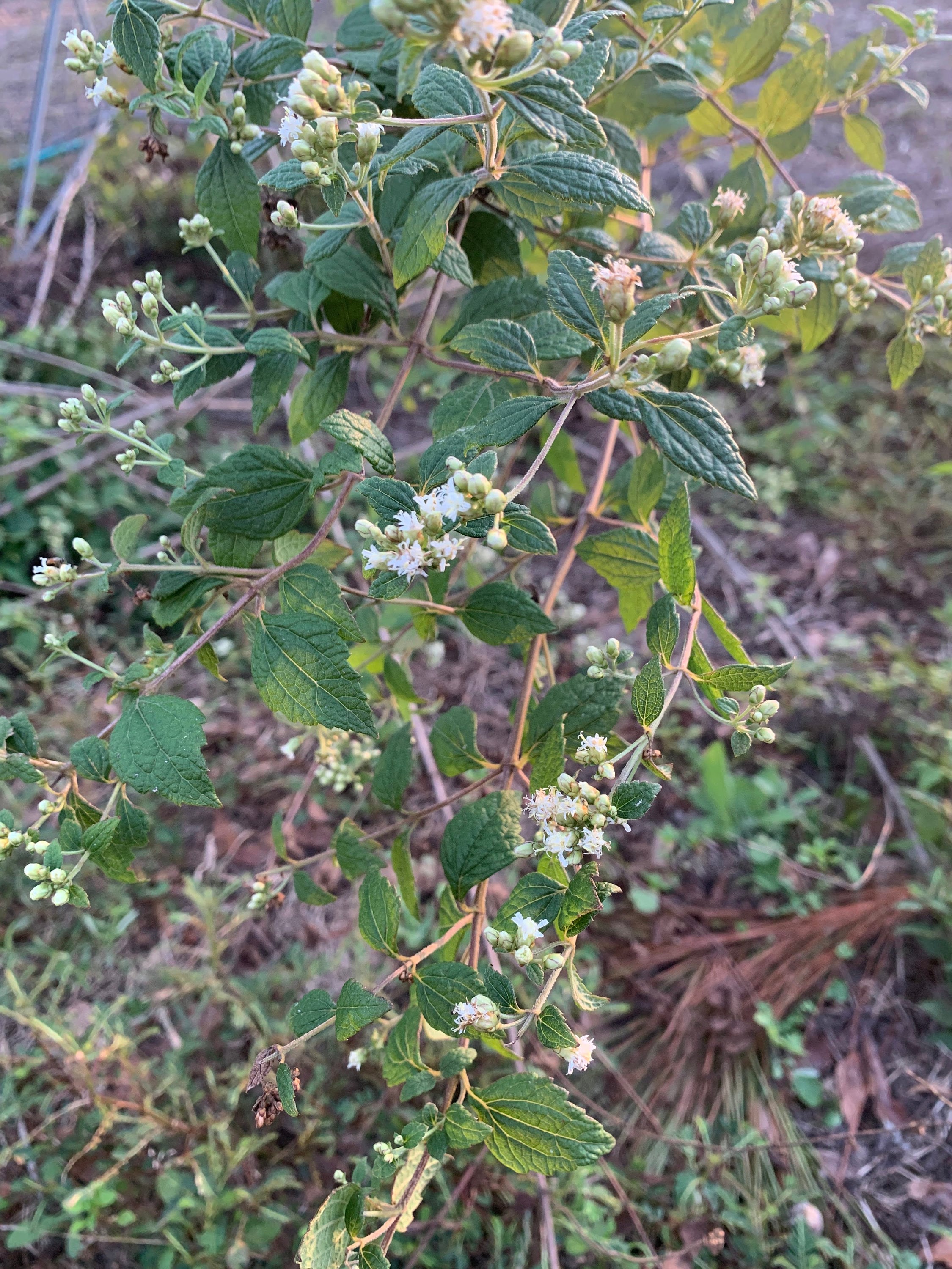 Mexican Dream Herb Tincture Calea Ternifolia Calea | Etsy