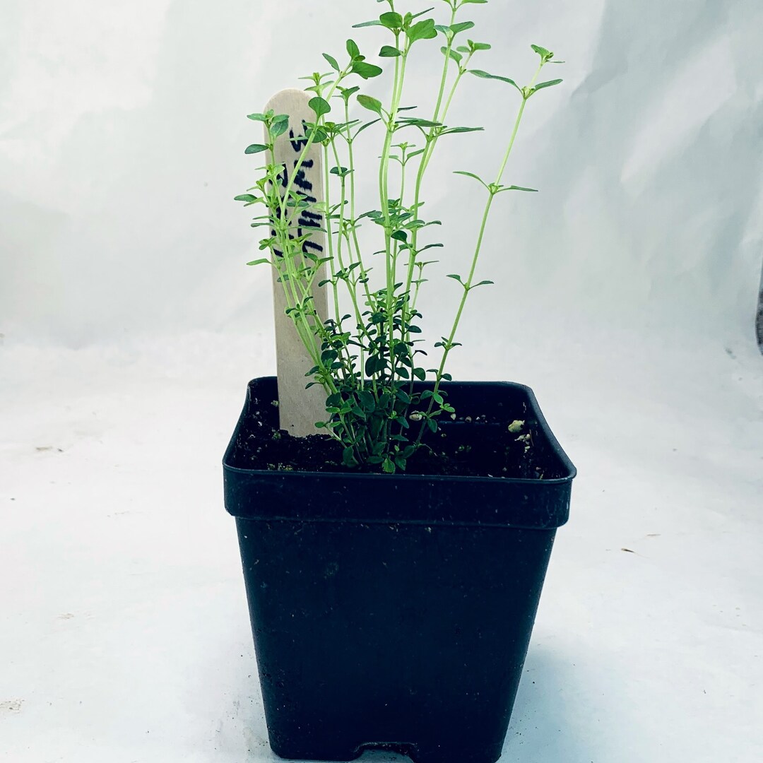 Lime Thyme Live Herb Plant Thymus X Citriodorus 'lime' Grown in Organic ...
