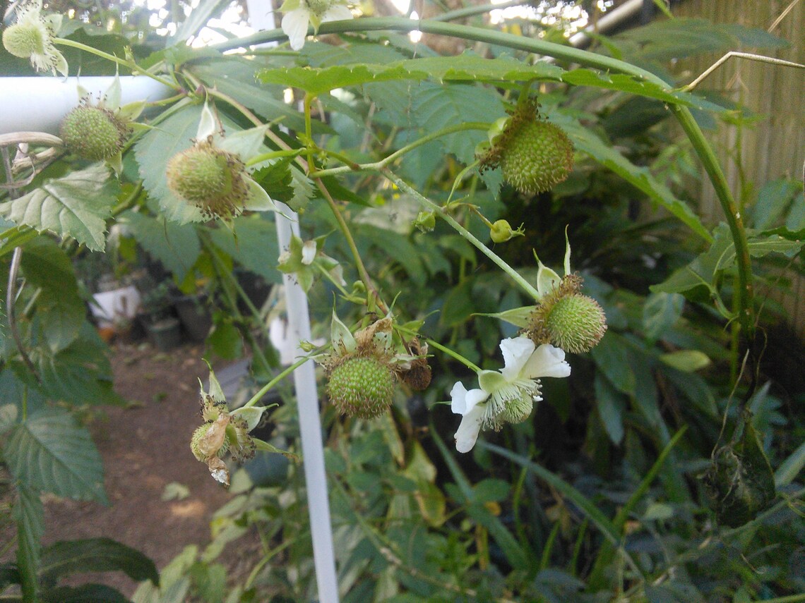 Atherton Raspberry Rubus Probus Seed : Australian Native Bush Tucker ...