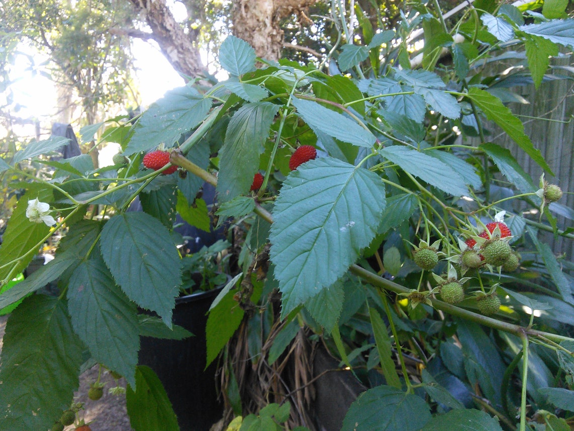 Atherton Raspberry Rubus Probus Seed : Australian Native Bush Tucker ...