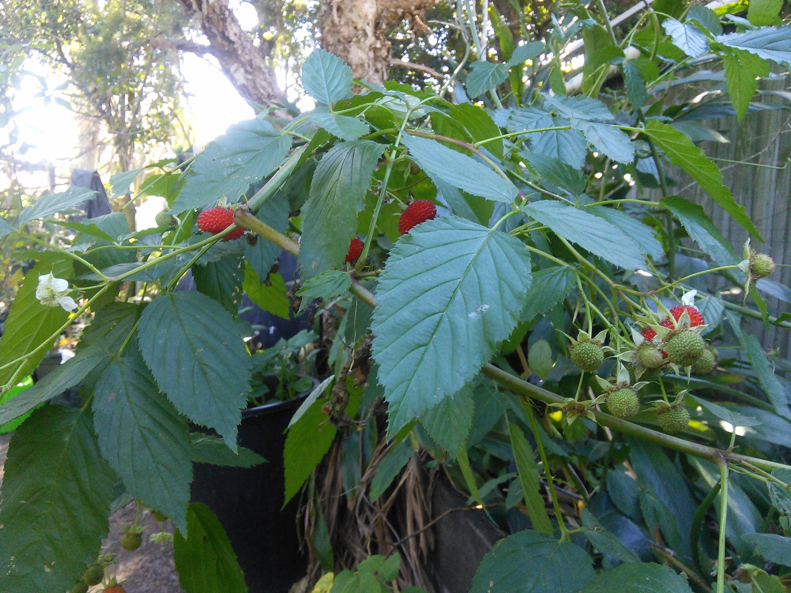 Atherton Raspberry Rubus Probus Seed : Australian Native Bush Tucker ...