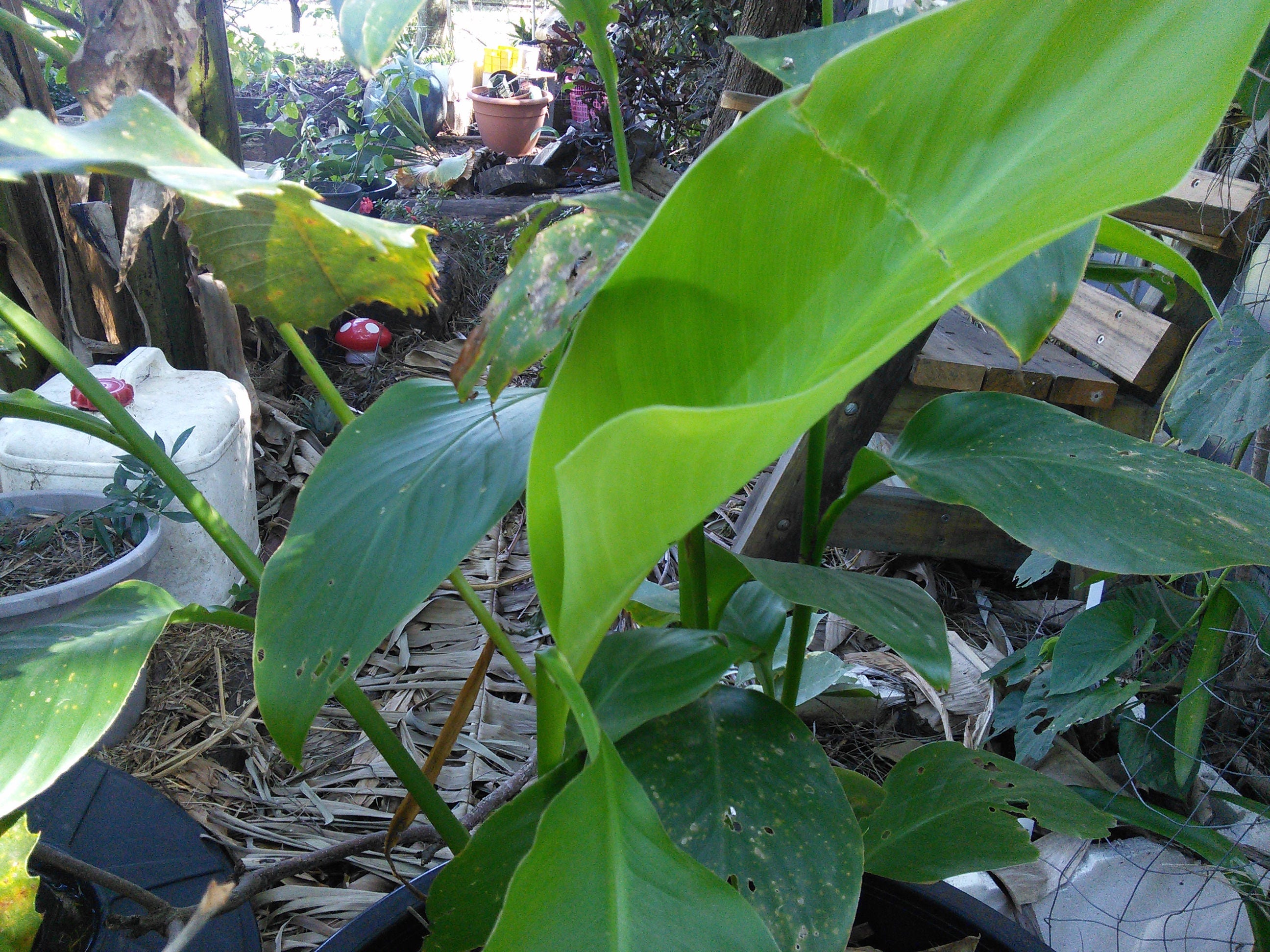Canna Edulis Seeds : Queensland Arrowroot Edible Permaculture - Etsy