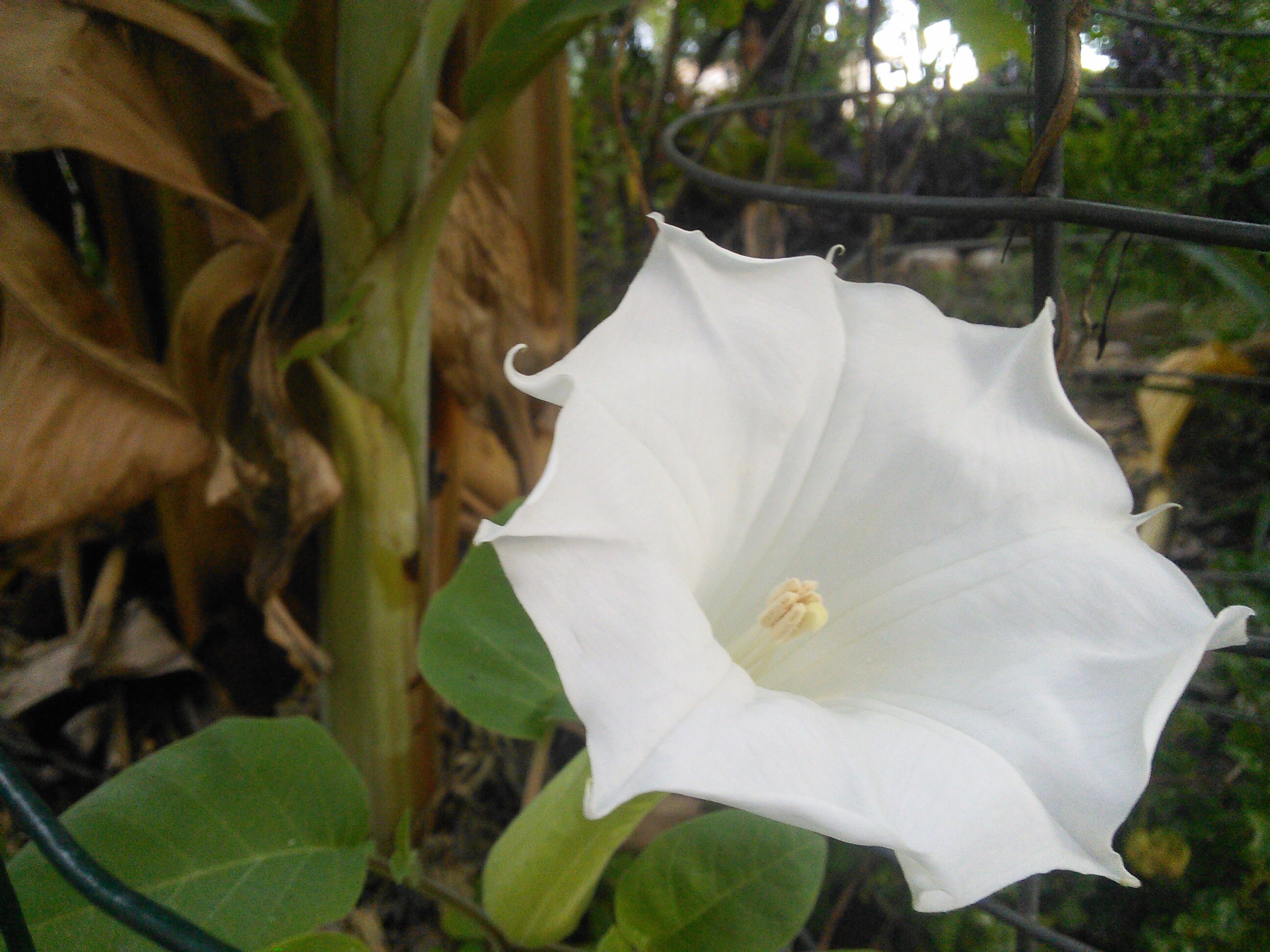 Datura Innoxia : Super Fresh Organic Seed - Toloache White Moonflower ...