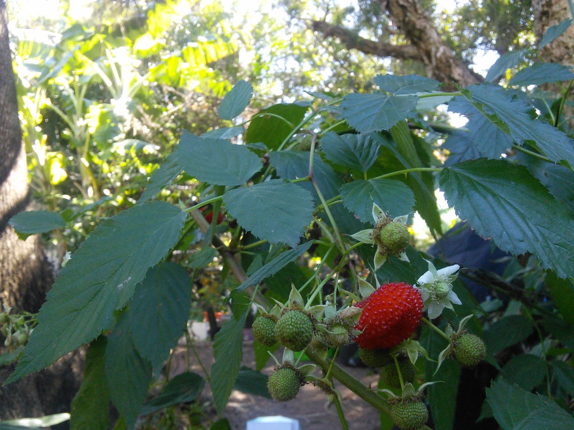 Atherton Raspberry Rubus Probus Seed : Australian Native Bush Tucker ...