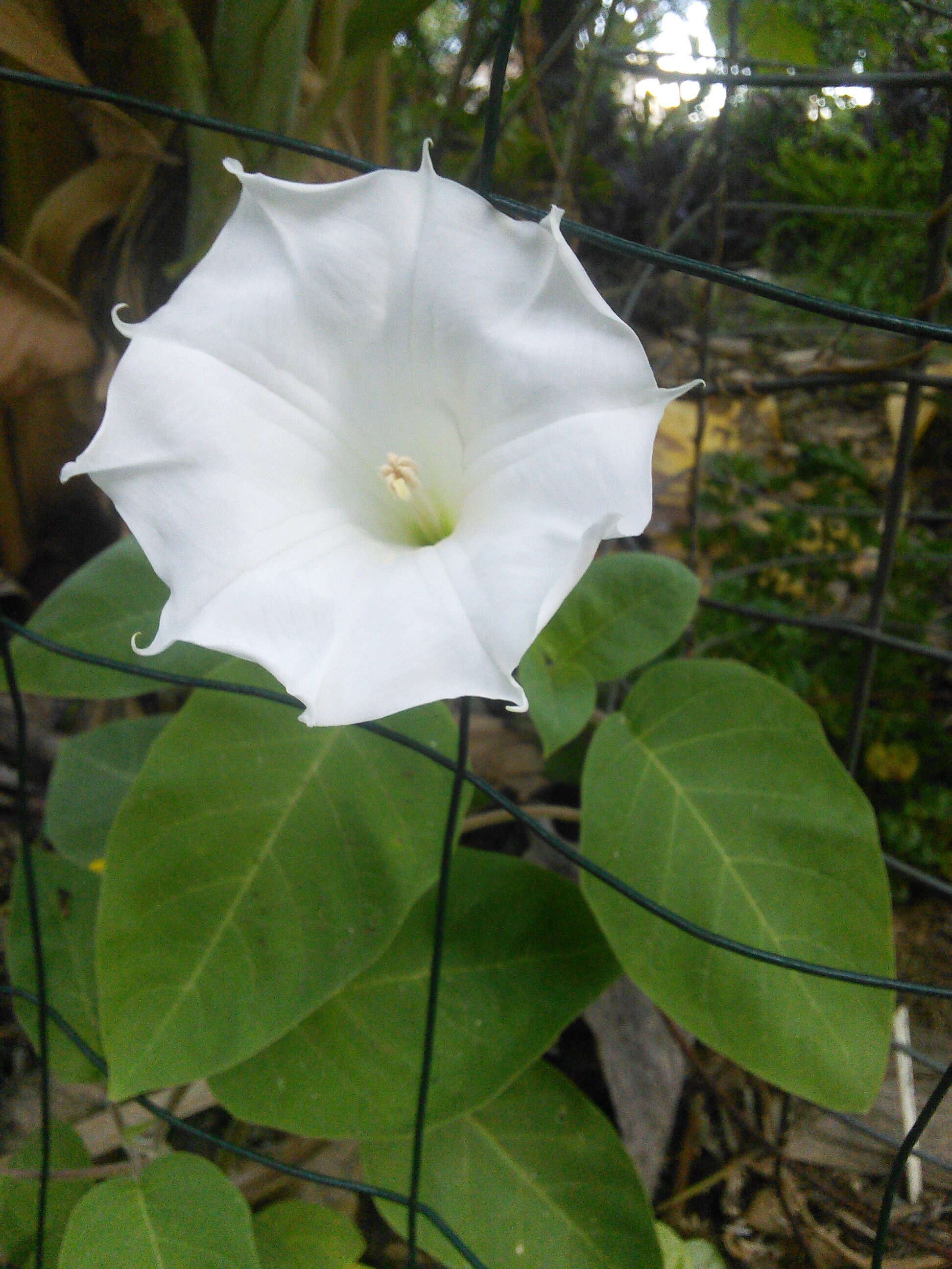 Datura Innoxia : Super Fresh Organic Seed - Toloache White Moonflower ...