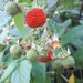 Atherton Raspberry Rubus Probus Seed : Australian Native Bush Tucker ...