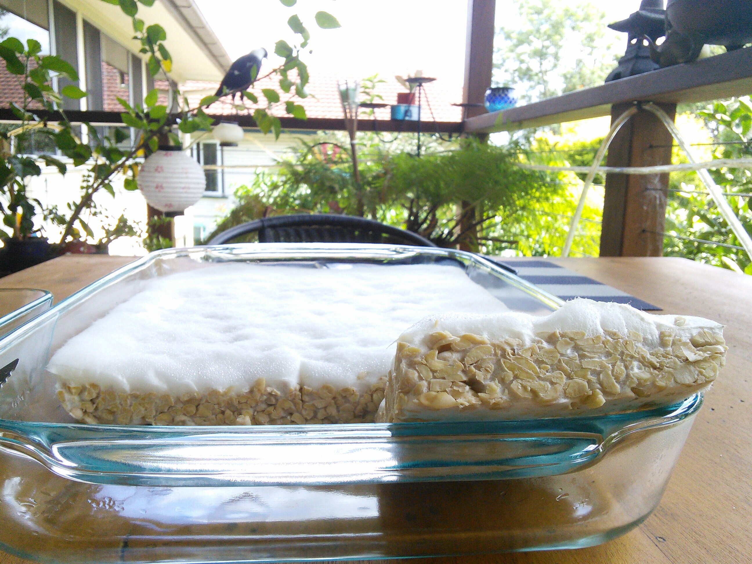 Organic Tempeh Starter Culture - Rhizopus Oligosporus - Vegan Calcium ...