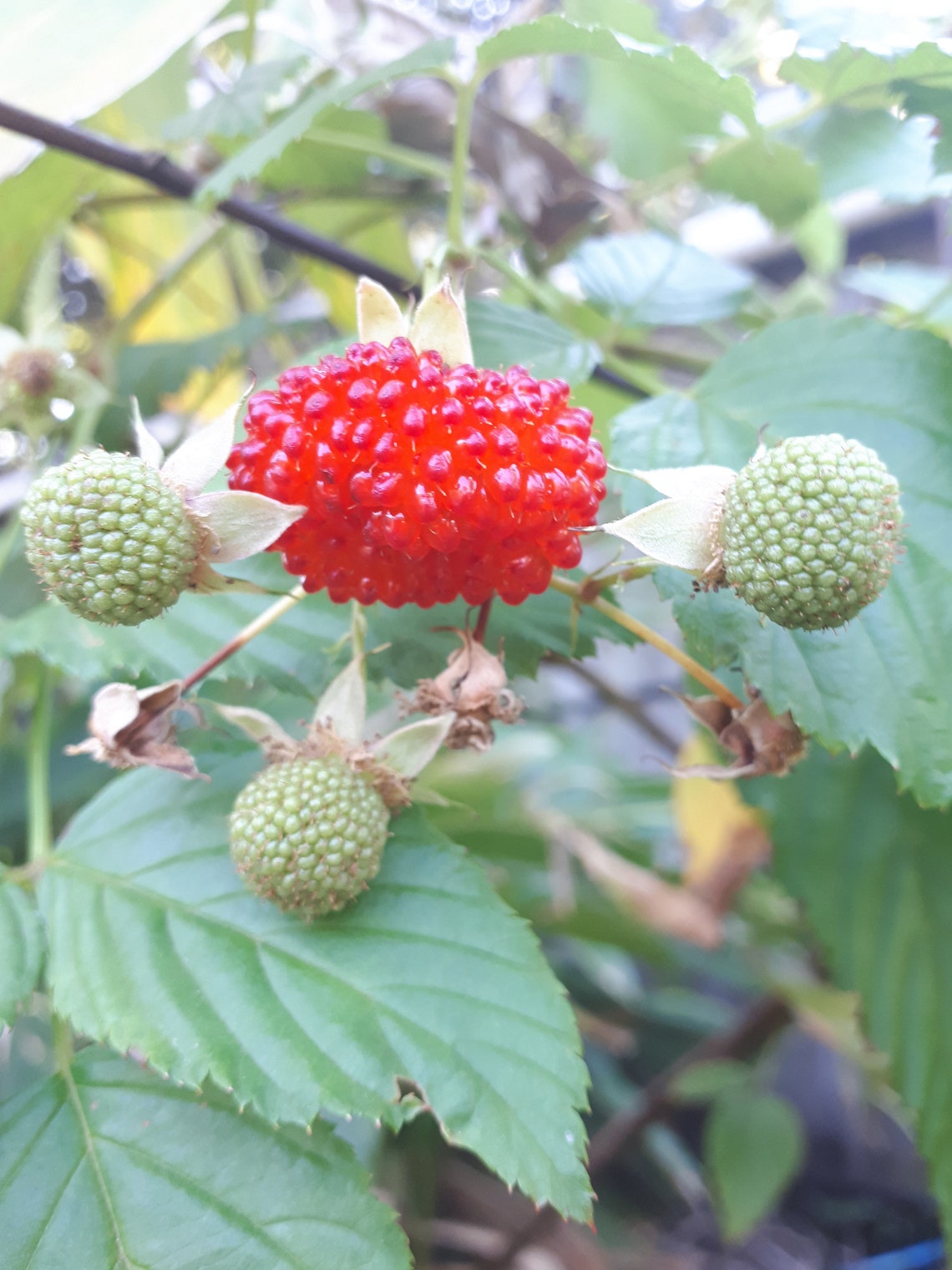 Atherton Raspberry Rubus Probus Seed : Australian Native Bush Tucker ...
