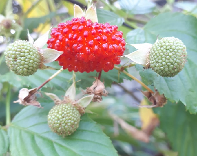 Atherton Raspberry Rubus Probus Seed : Australian Native Bush Tucker ...