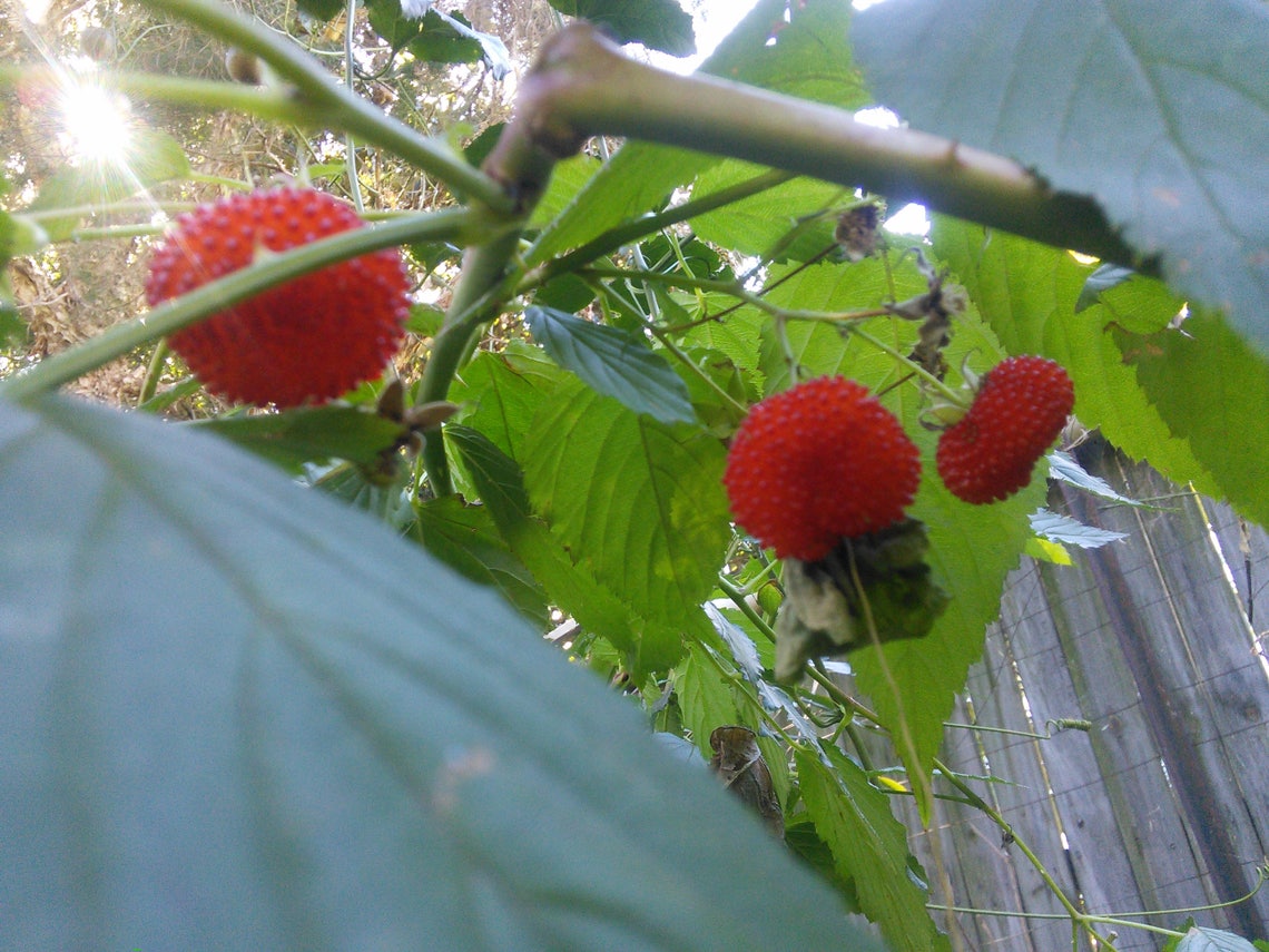 Atherton Raspberry Rubus Probus Seed : Australian Native Bush Tucker ...