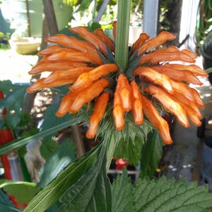 Leonotis Nepetifolia Organic Seed : Lions Tail Wild Klip Dagga ...