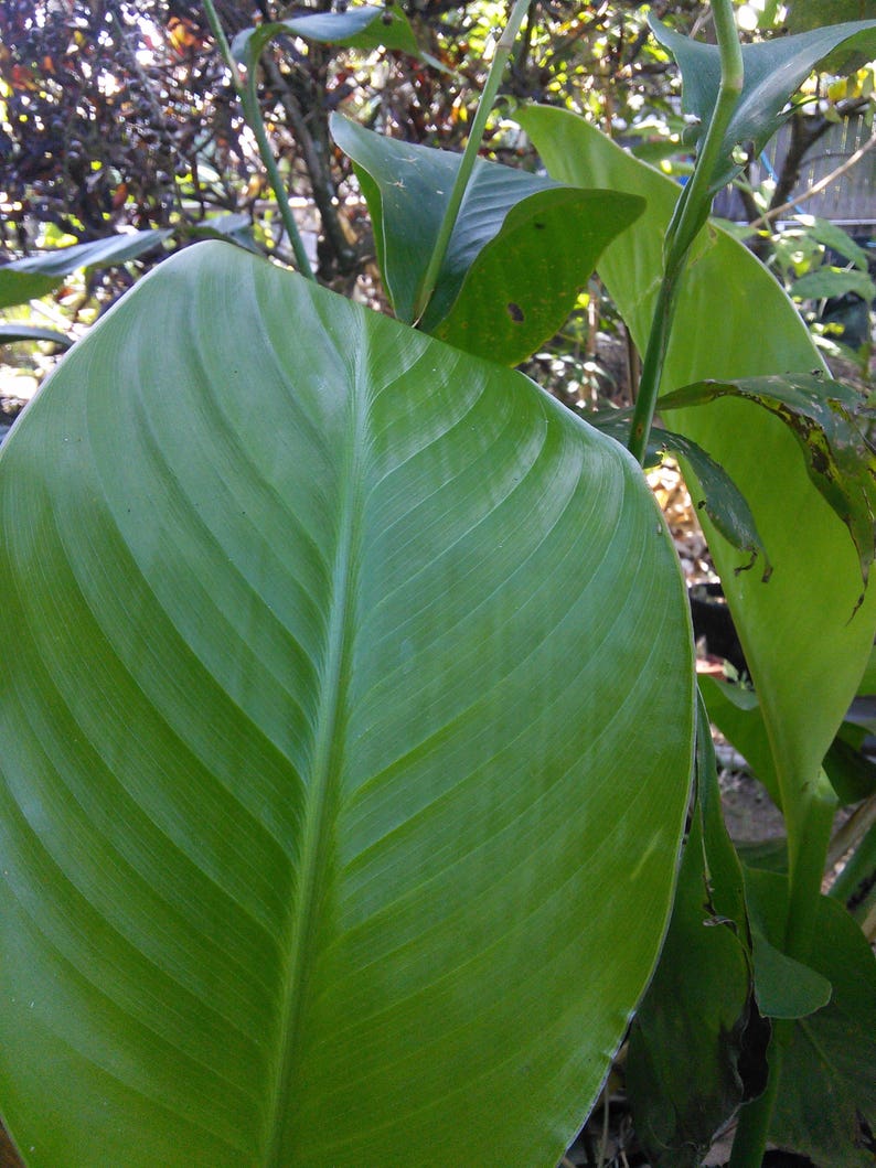 Canna Edulis Seeds : Queensland Arrowroot, Edible Permaculture Perennial, Self Sufficiency Food ...