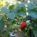 Atherton Raspberry Rubus Probus Seed : Australian Native Bush Tucker ...