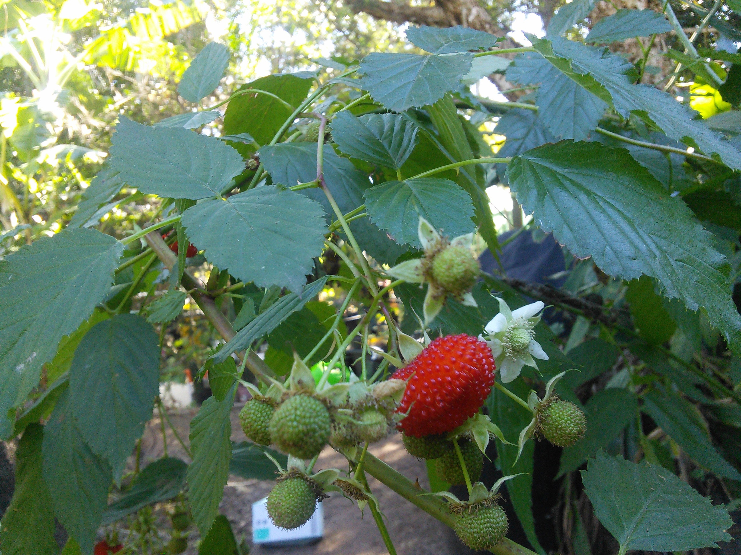 Atherton Raspberry Rubus Probus Seed : Australian Native Bush Tucker ...