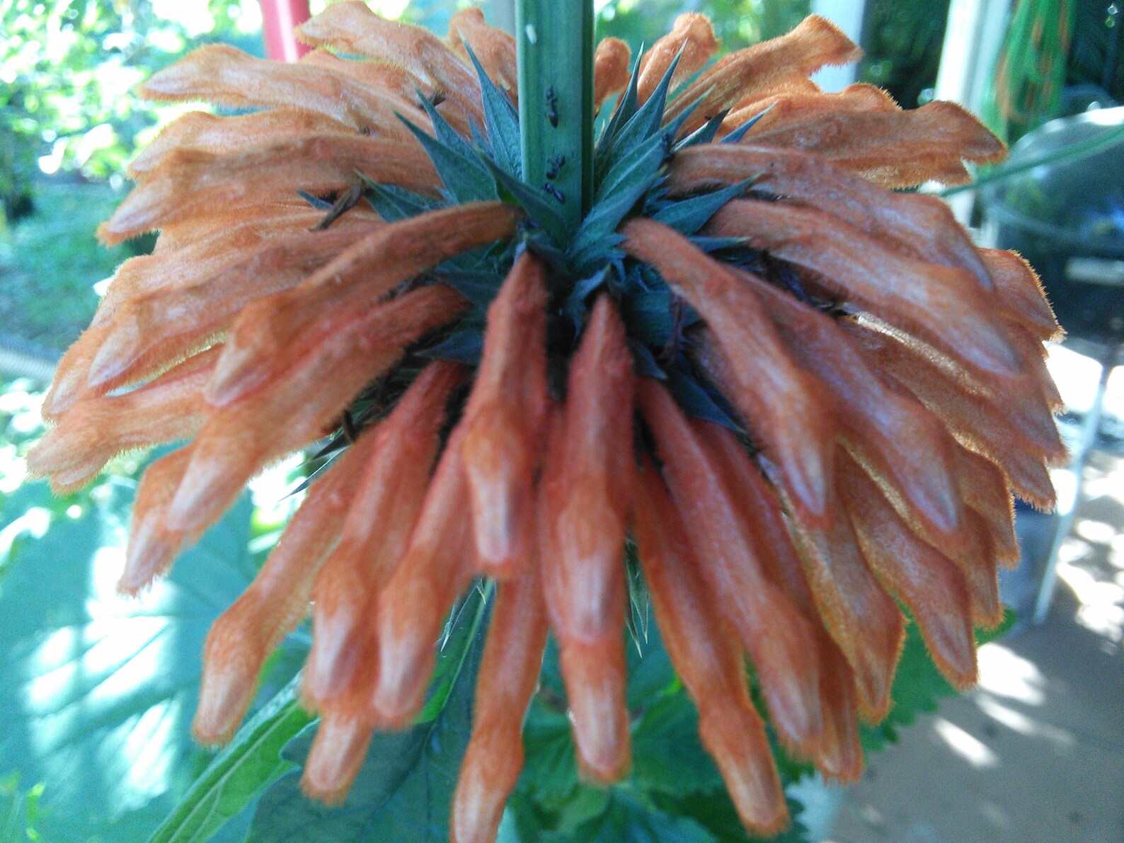 Leonotis Nepetifolia Organic Seed : Lions Tail Wild Klip Dagga ...