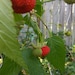 Atherton Raspberry Rubus Probus Seed : Australian Native Bush Tucker ...