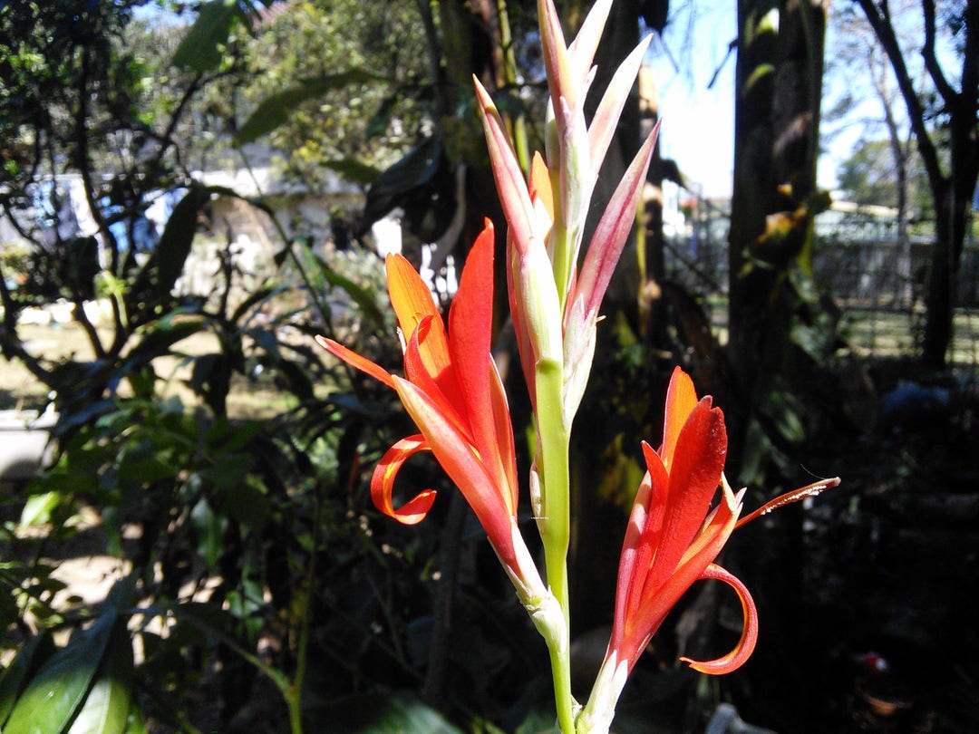 Canna Edulis Seeds : Queensland Arrowroot, Edible Permaculture ...
