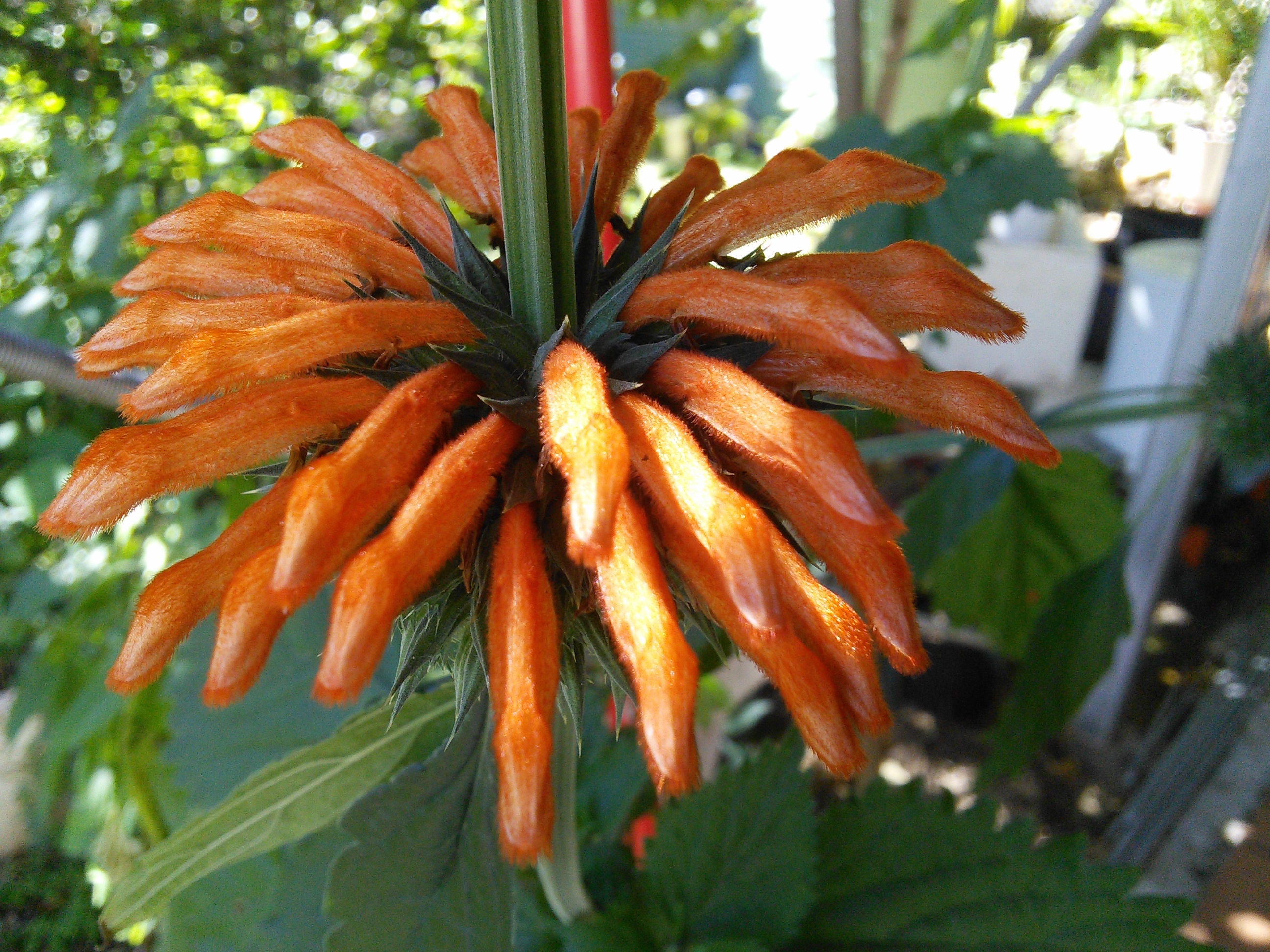 Leonotis Nepetifolia Organic Seed : Lions Tail Wild Klip Dagga ...