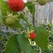 Atherton Raspberry Rubus Probus Seed : Australian Native Bush Tucker ...