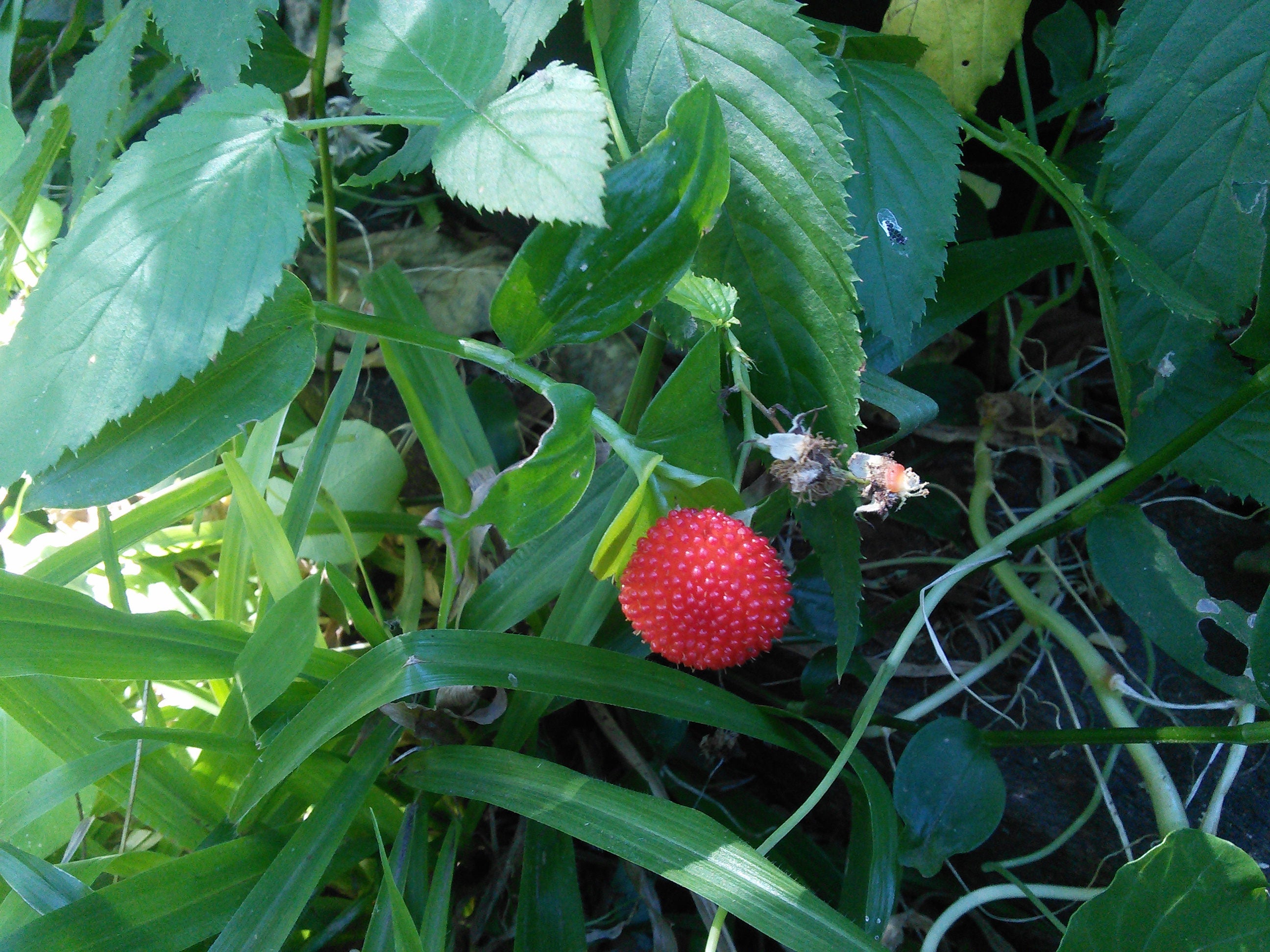 Atherton Raspberry Rubus Probus Seed : Australian Native Bush Tucker ...