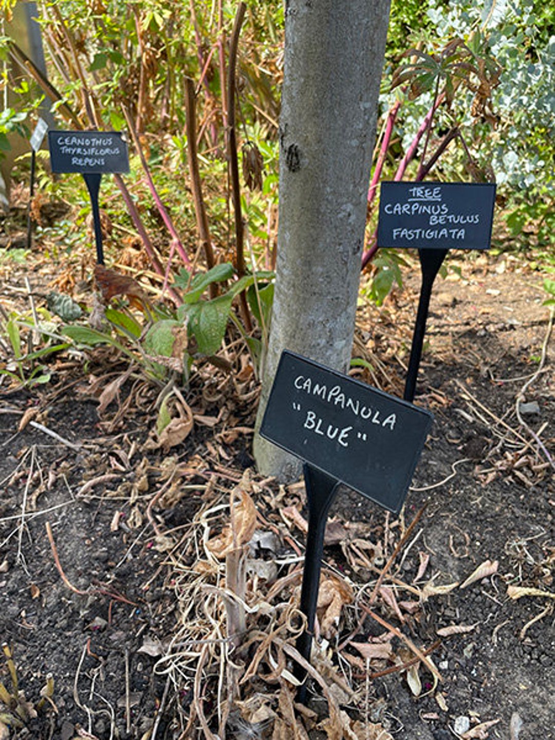 Plant Labels Black Angled Head Labels Make Labelling Your Plants Easy ...