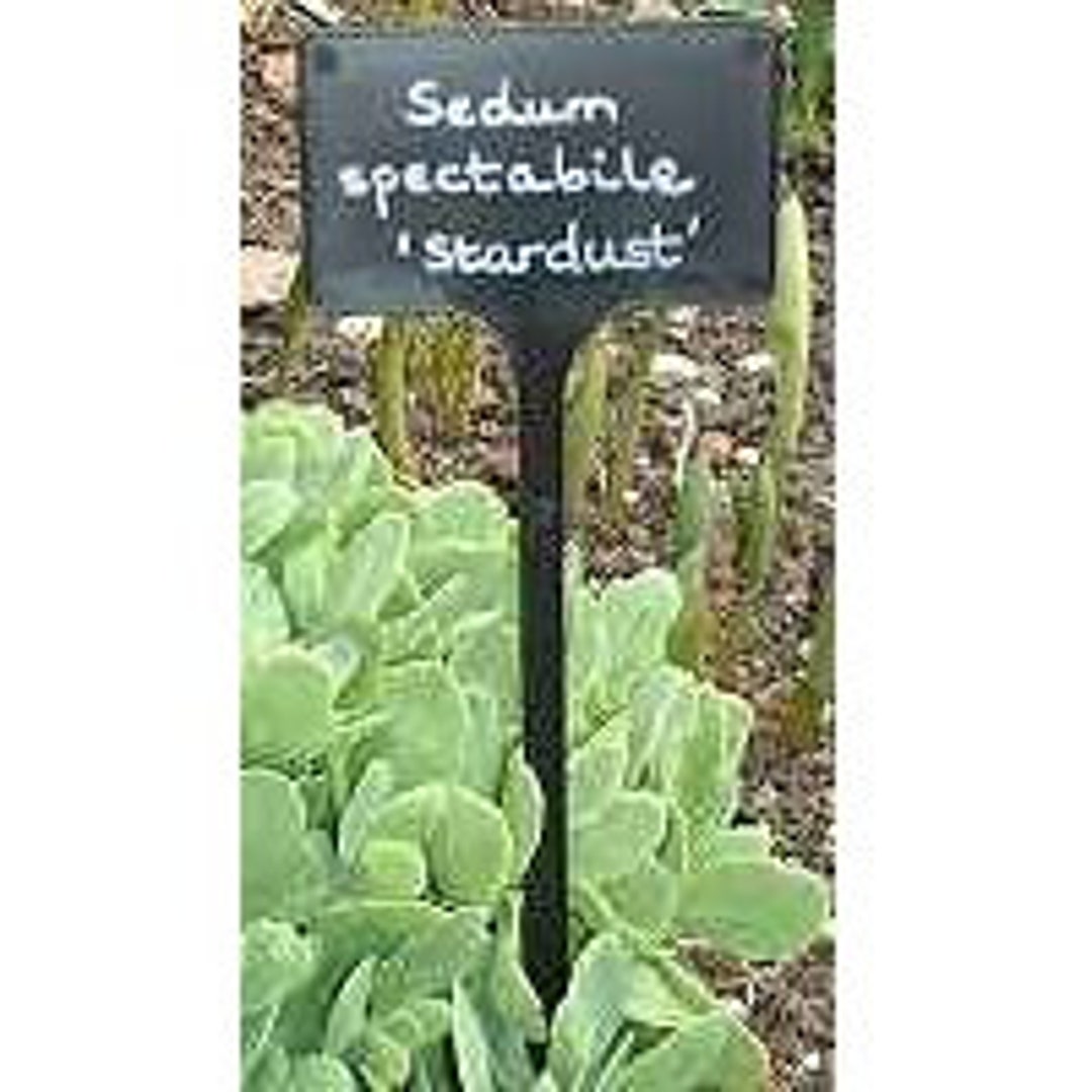 Plant Labels - Tall T Labels (black) Make Labelling Your Plants Easy ...