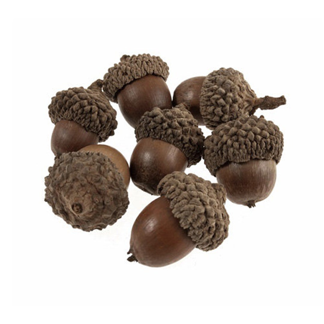 Box of Natural Acorns - Etsy UK
