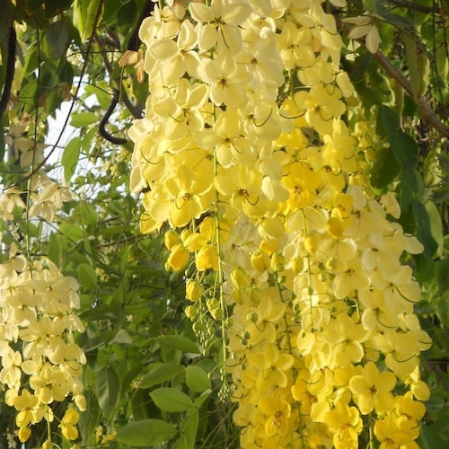 Ornamental Thai Golden Shower Tree 10 Seeds CASSIA FISTULA - Etsy