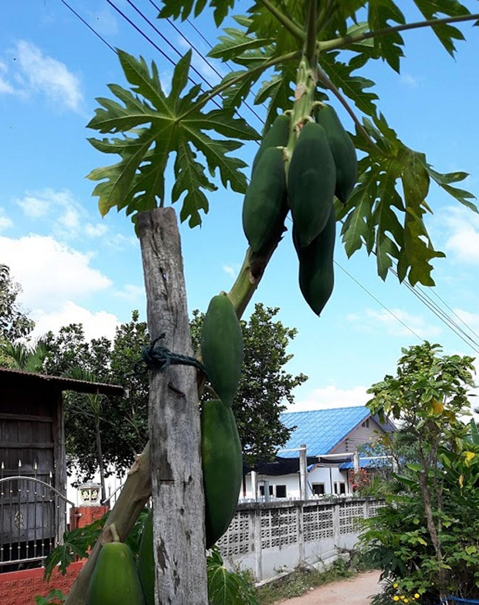 Fresh Thai Papaya Fruit Seeds, Paw Paw Seeds, CARICA PAPAYA, Choose ...