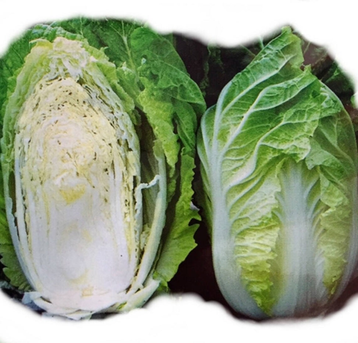 Chinese Leaves Packet of Chinese Cabbage Seeds BRASSICA | Etsy