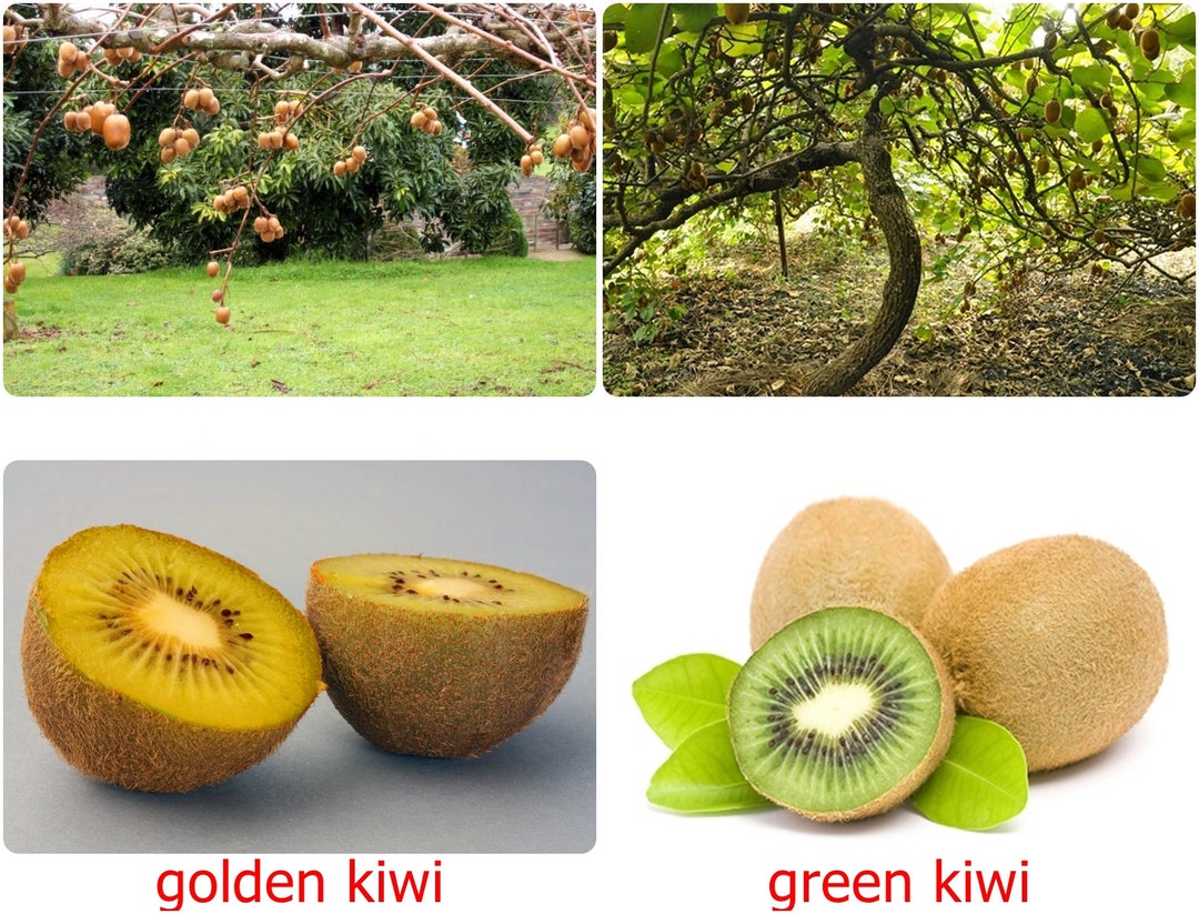Fresh Thai Kiwi Fruit Vine Seeds, Tropical, Golden or Green Variety ...