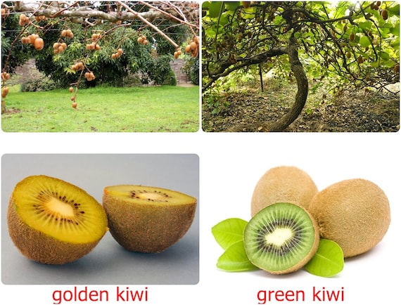 Golden Kiwi Plant