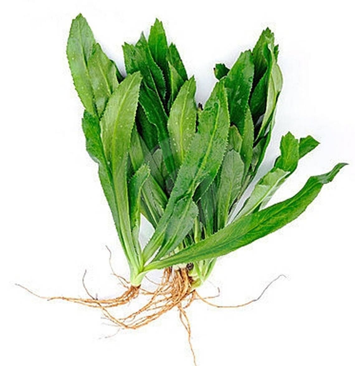 Packet of Thai Parsley or Culantro Seeds, ERYNGIUM FOETIDUM, Recao, Pak ...