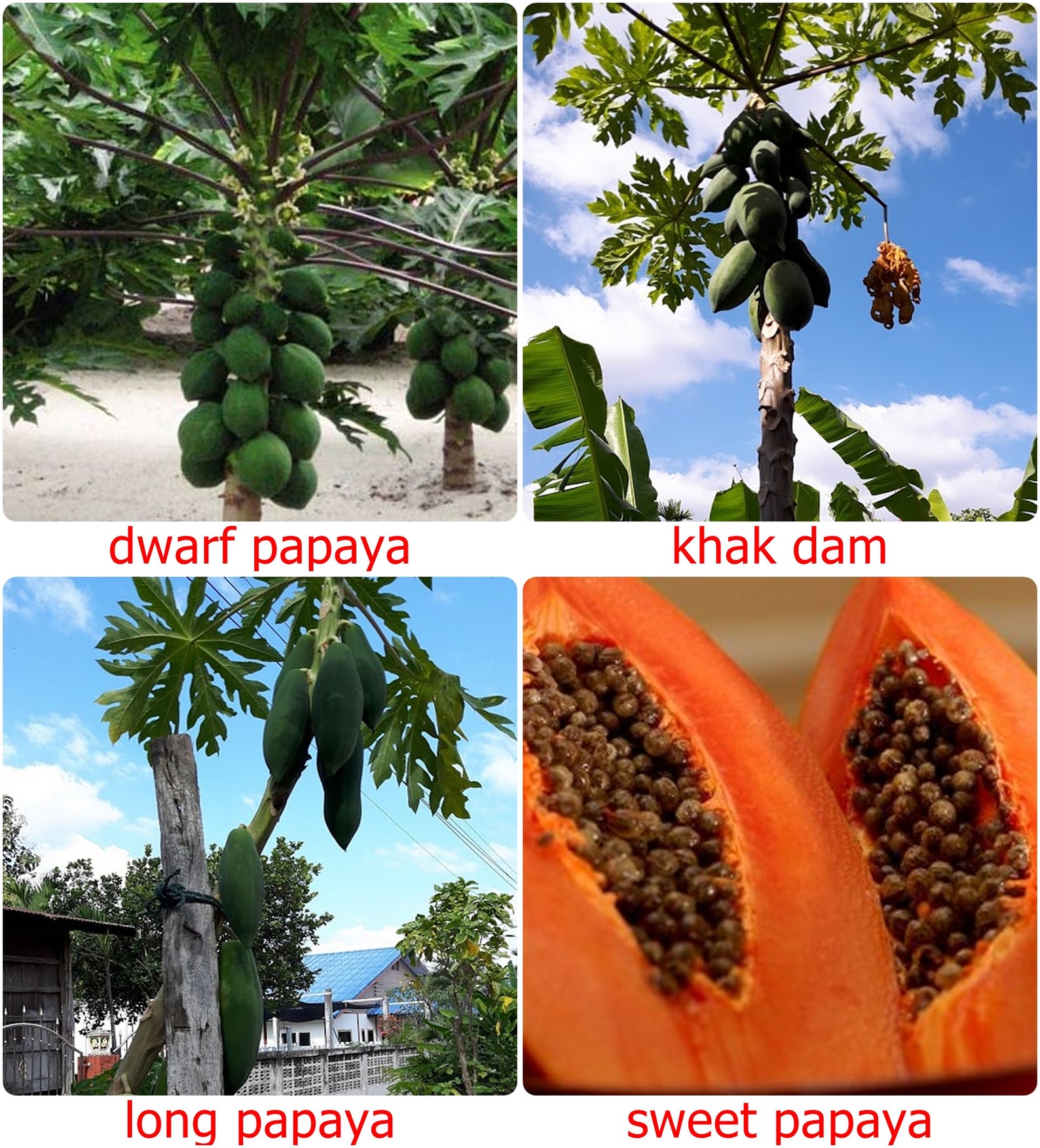 Fresh Thai Papaya Fruit Seeds, Paw Paw Seeds, CARICA PAPAYA, Choose ...