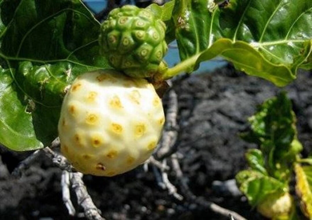 Mulberry Fruit Great Morinda, Fresh Thai Seeds, MORUS ALBA Seed - Etsy