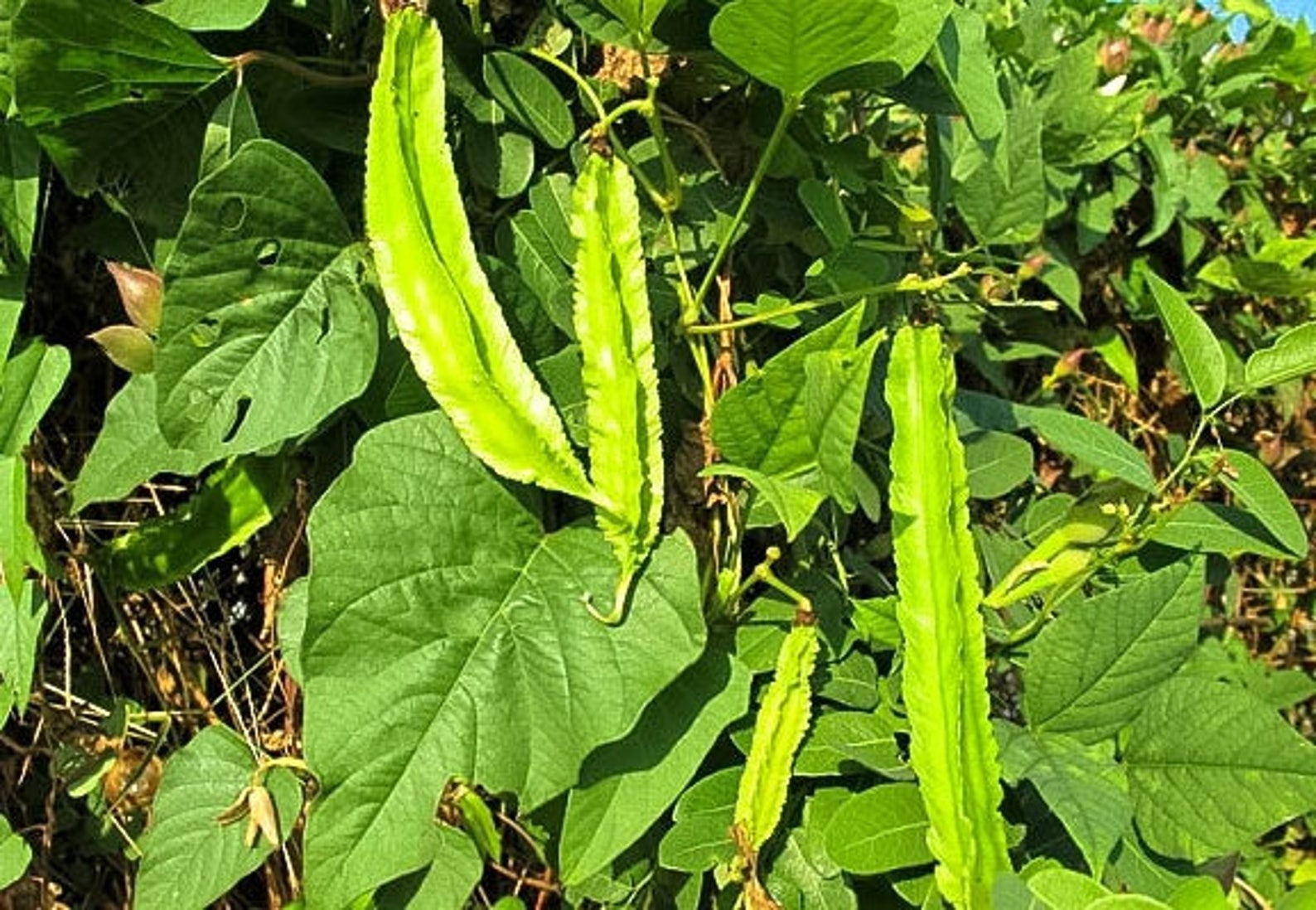 Thai Yard Long, Wing, Bush Bean Seeds,purple or Green - (VIGNA ...