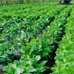 Packet of Bok Choy Fong San, Pak Choi, Pak Choy or Bok Choi Seed ...