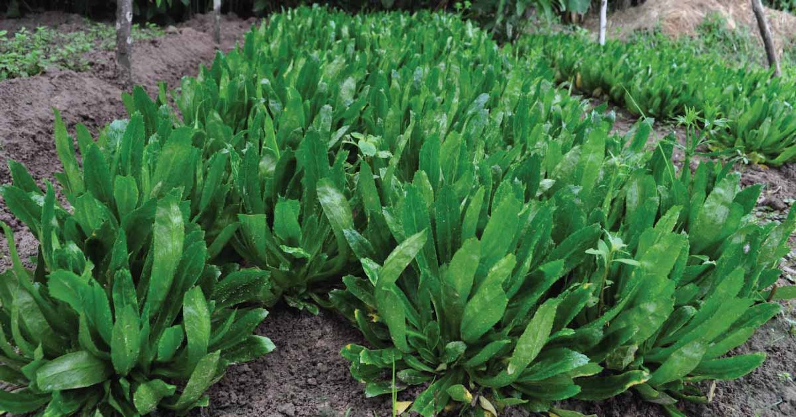 Packet of Thai Parsley or Culantro Seeds, ERYNGIUM FOETIDUM, Recao, Pak ...