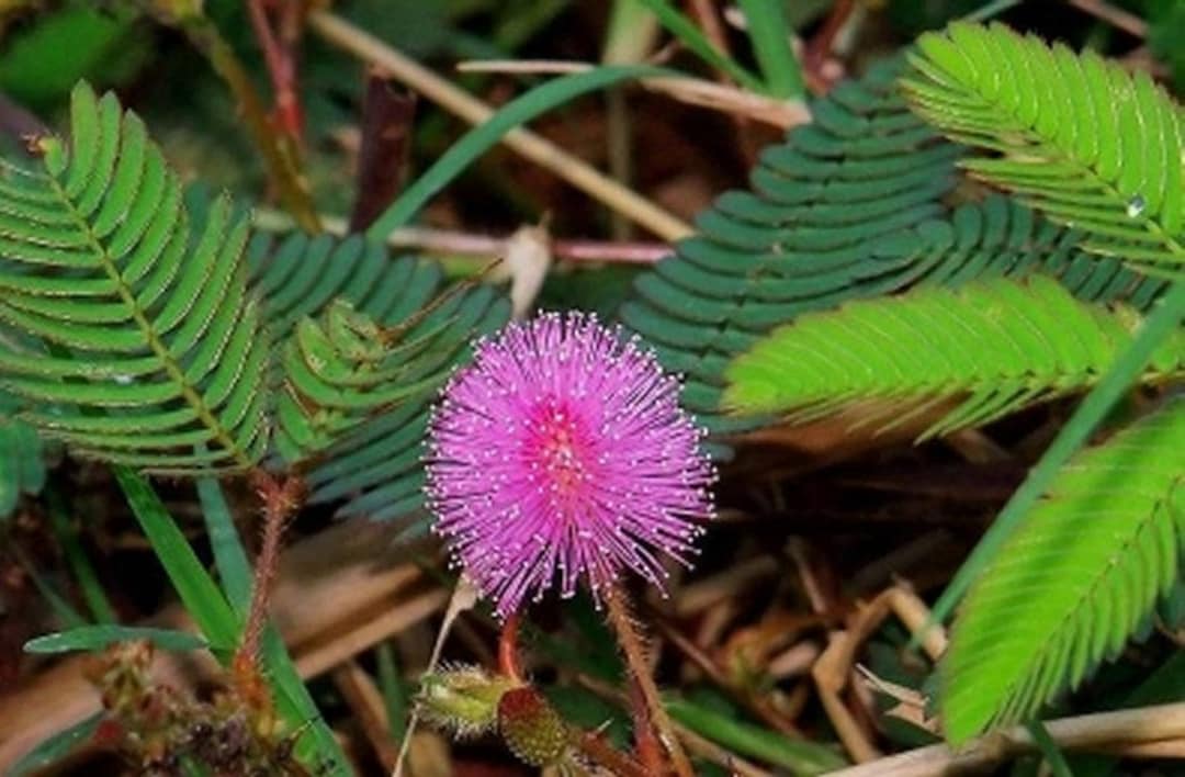 Thai Sensitive Flower 20 Fresh Mimosa Pudica, Sensitive Flower Seeds ...