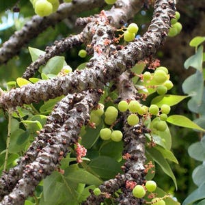 Thai Fresh Star Gooseberry (PHYLLANTHUS ACIDUS) Seeds, 5 Seeds, Country ...