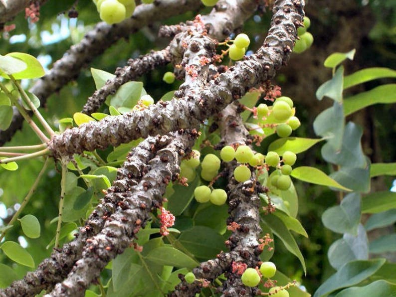 Thai Fresh Star Gooseberry (PHYLLANTHUS ACIDUS) Seeds, 5 Seeds, Country ...