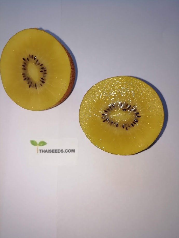 Fresh Thai Kiwi Fruit Vine Seeds Tropical Golden or Green | Etsy