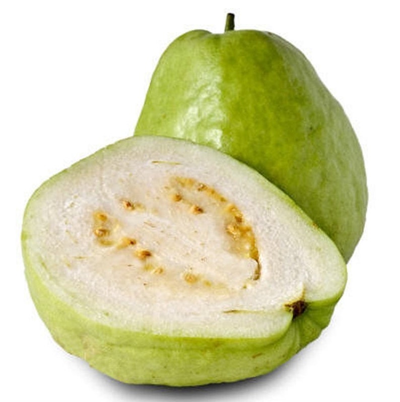 Thai Guava Apple Seed PSIDIUM GUAJAVA 15 Fresh Seeds Sweet - Etsy