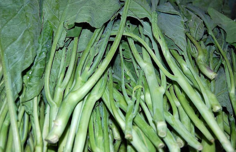 Packet of Pak Ka Na Thai Kale seeds BRASSICA OLERACEA | Etsy