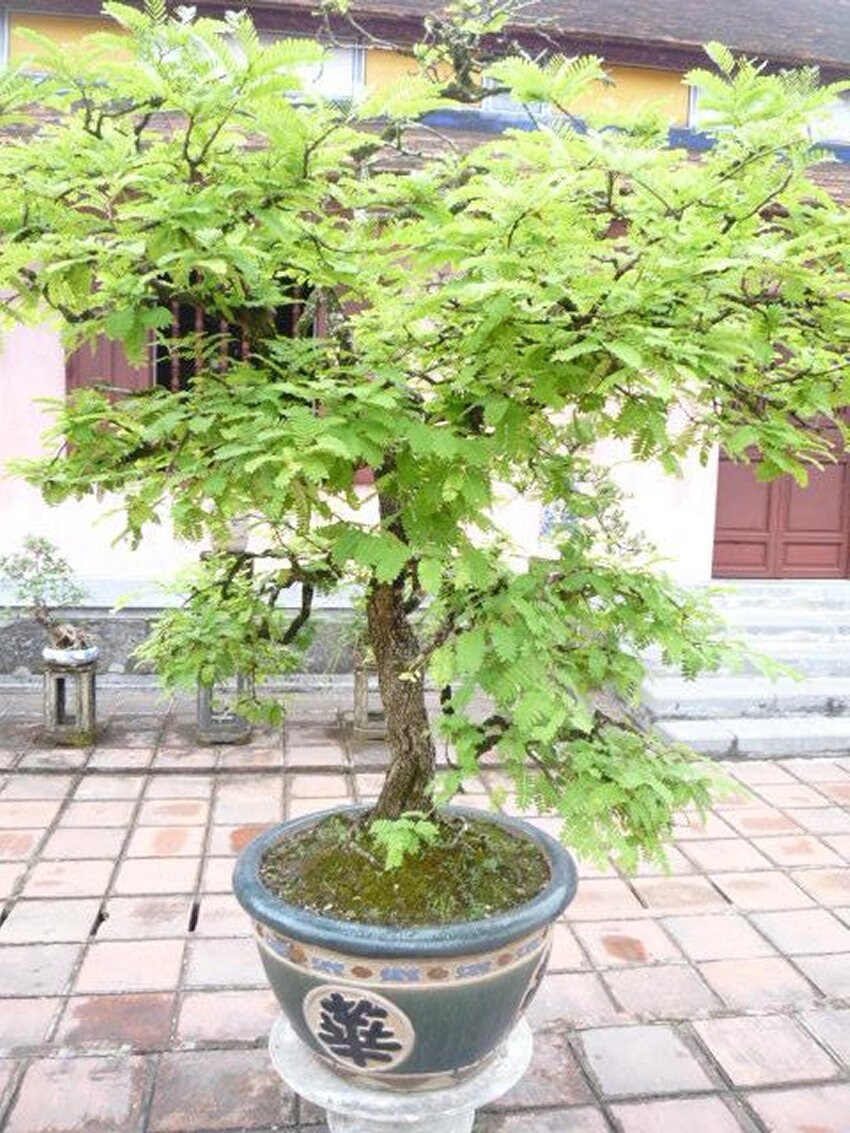 Thai Sweet Tamarind Seeds, Grow in a Pot,as a Bush or Tree, TAMARINDUS ...