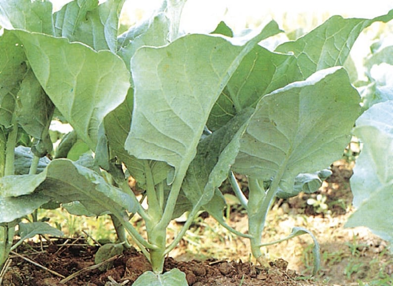Packet of Pak Ka Na, Thai Kale Seeds, BRASSICA OLERACEA, Sometime ...