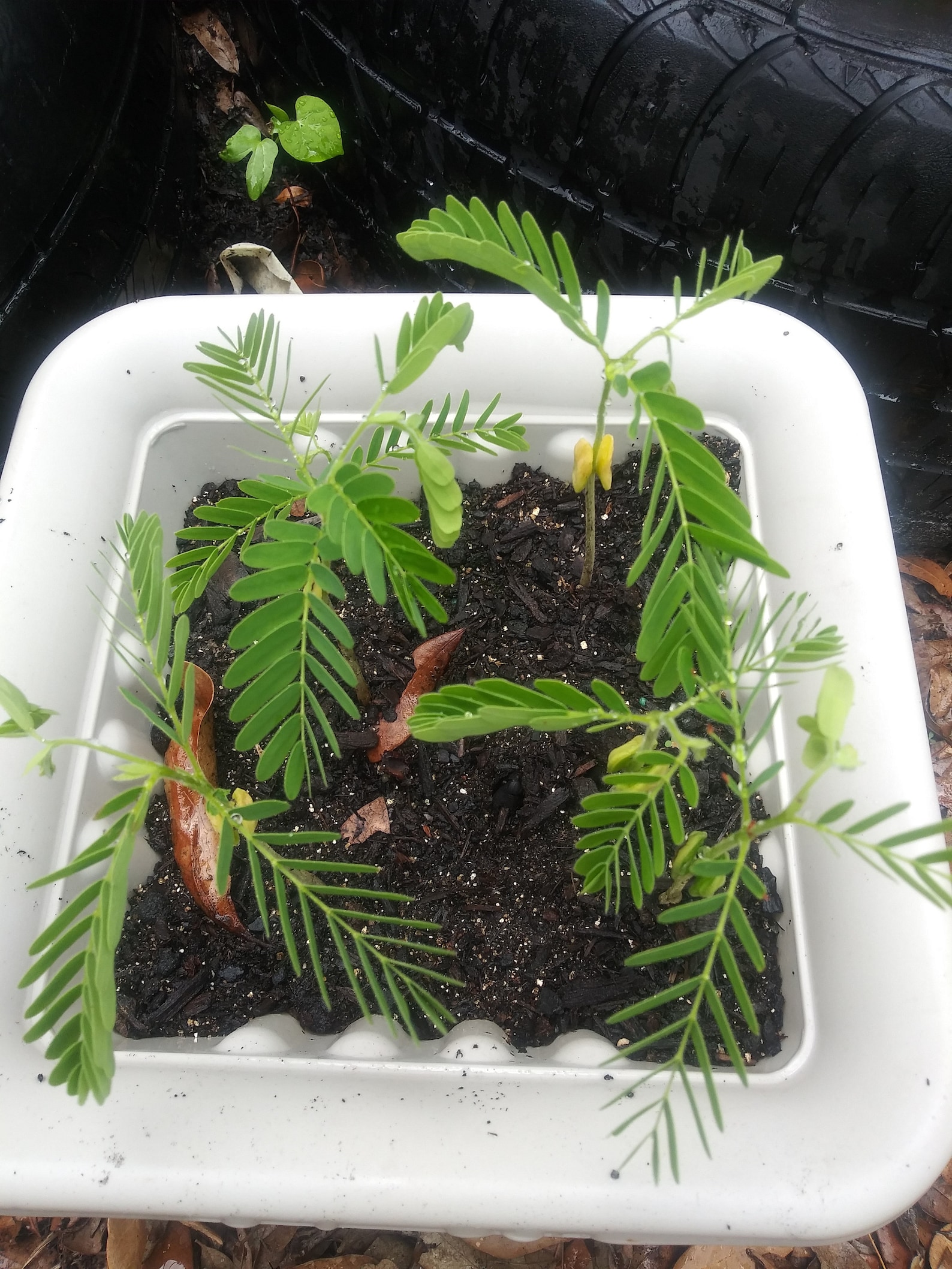 Thai Sweet Tamarind Seeds, Grow in a Pot,as a Bush or Tree, TAMARINDUS ...